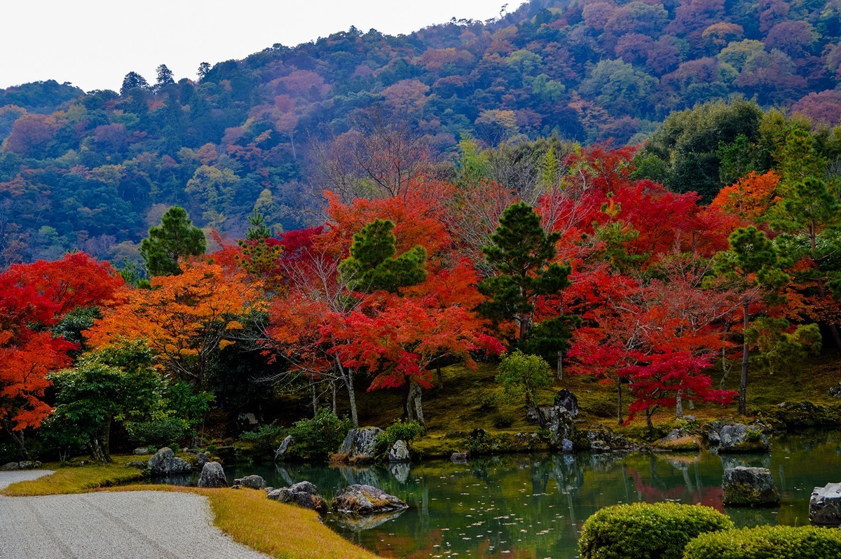 2019年京都天龙寺红叶-3-17-中关村在线摄影论坛