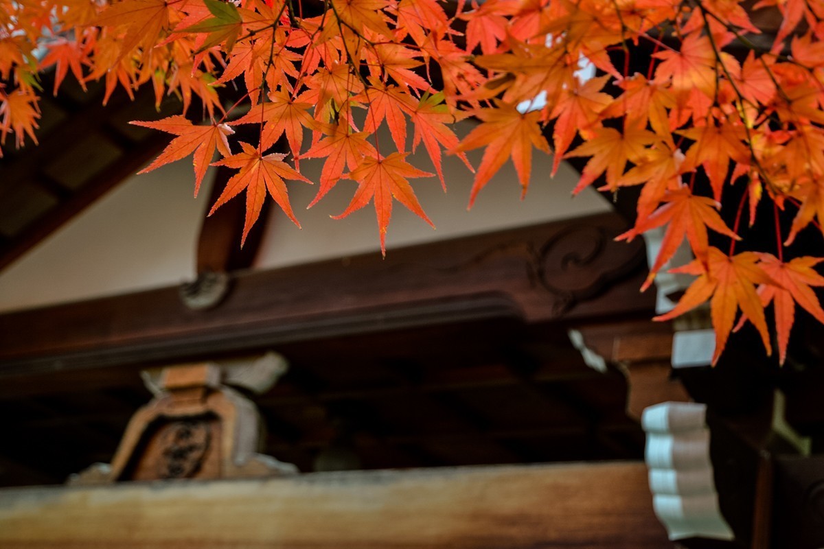 2019年京都天龙寺红叶-3-17-中关村在线摄影论坛