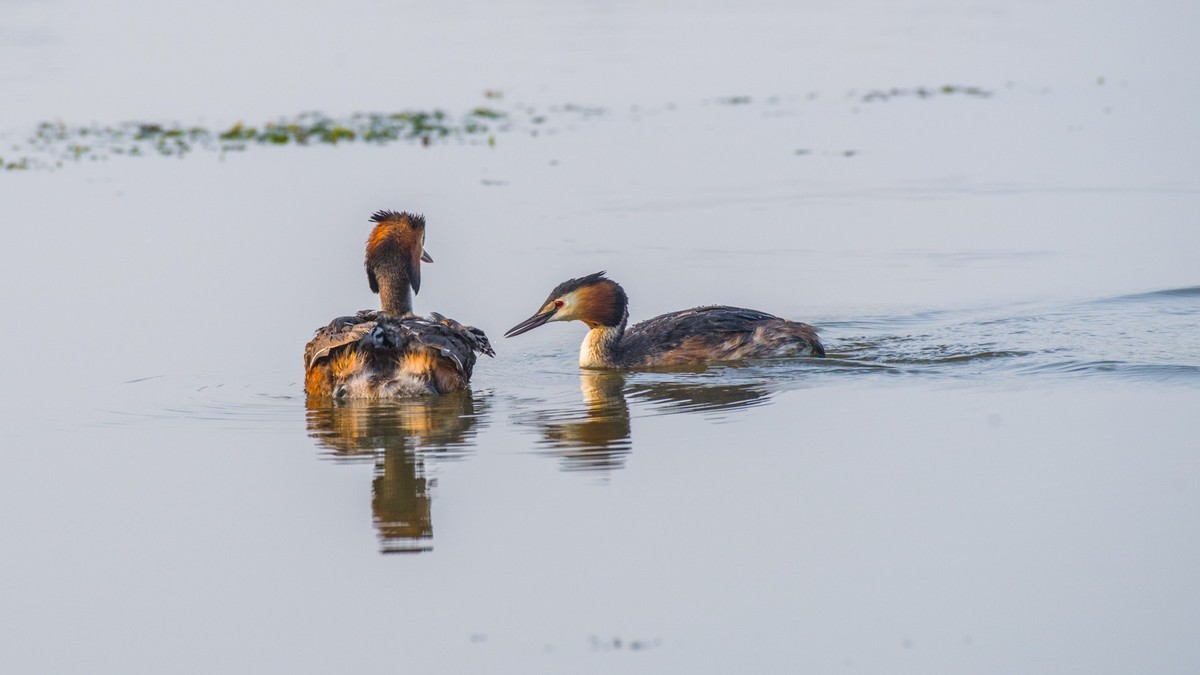 育 雏 期 的 PI TI （ 四 ）-中关村在线摄影论坛