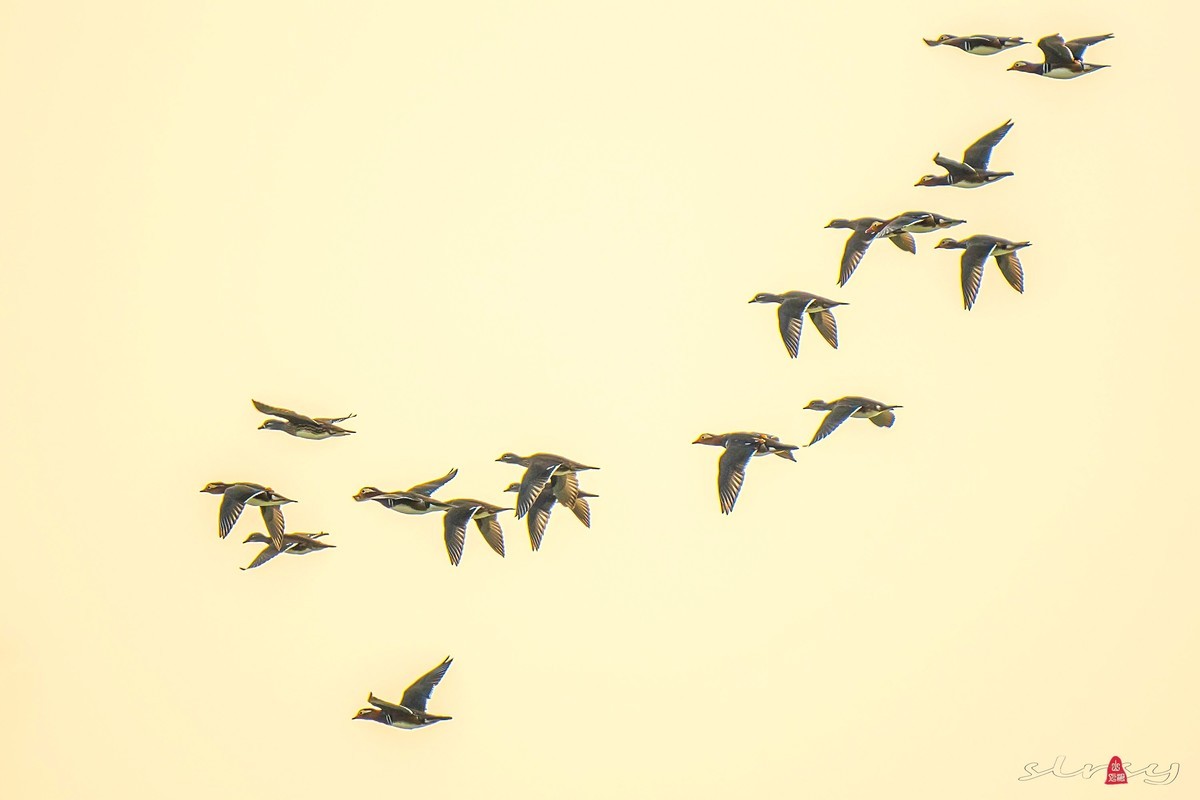 石湖拍鸳鸯（四）-中关村在线摄影论坛