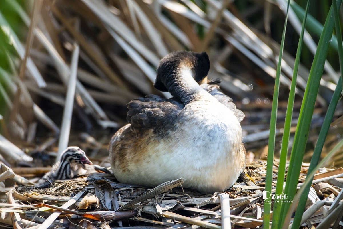 可爱的PI鹈（60）-中关村在线摄影论坛