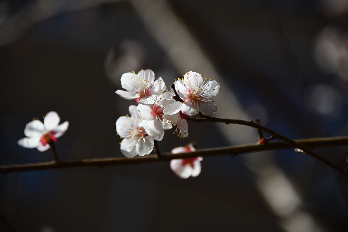 2023杏花（5）-中关村在线摄影论坛