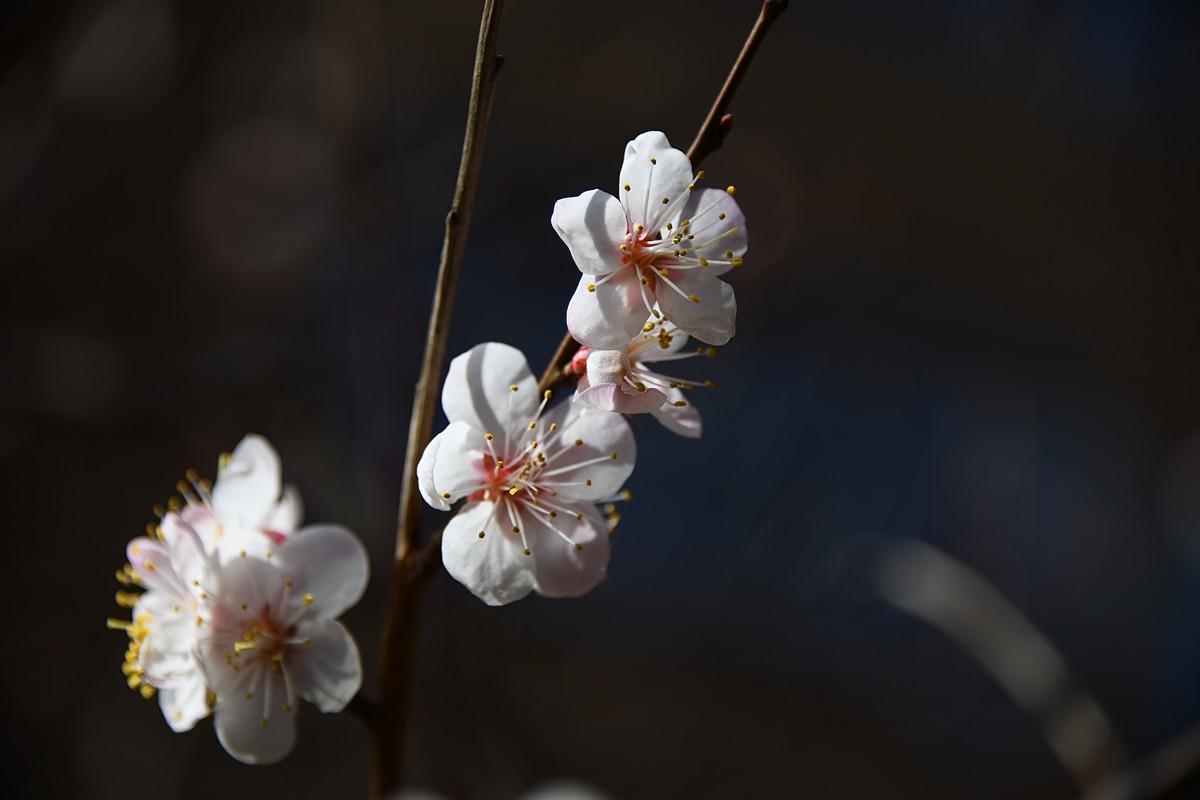 2023杏花（5）-中关村在线摄影论坛