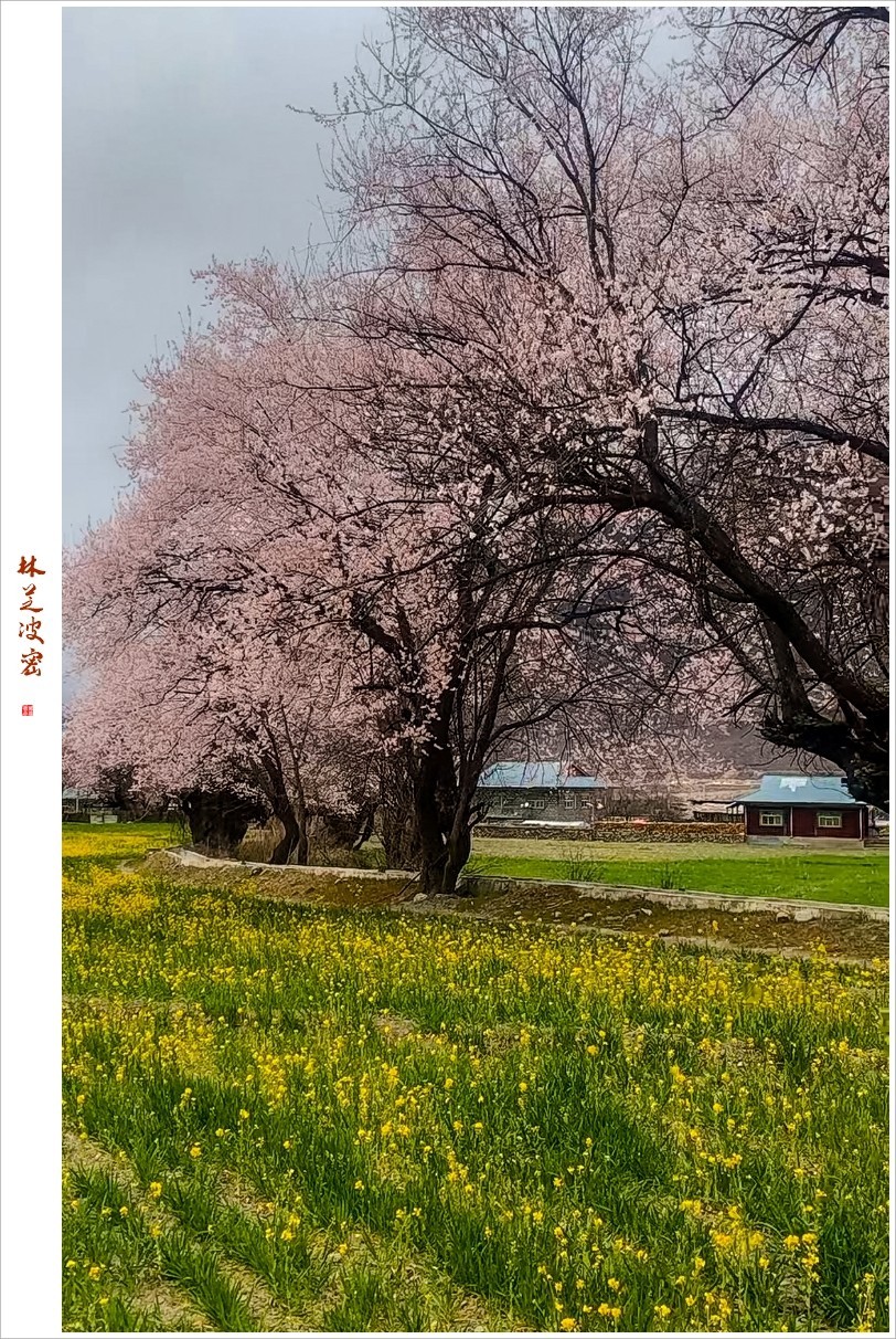 2023年第0229贴-林芝波密纪实抓拍（0407F）-中关村在线摄影论坛