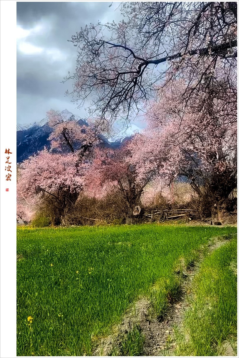 2023年第0229贴-林芝波密纪实抓拍（0407F）-中关村在线摄影论坛