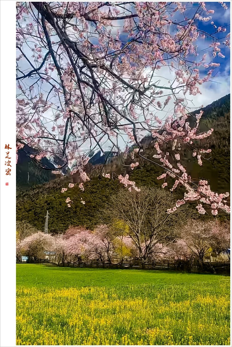 2023年第0229贴-林芝波密纪实抓拍（0407F）-中关村在线摄影论坛