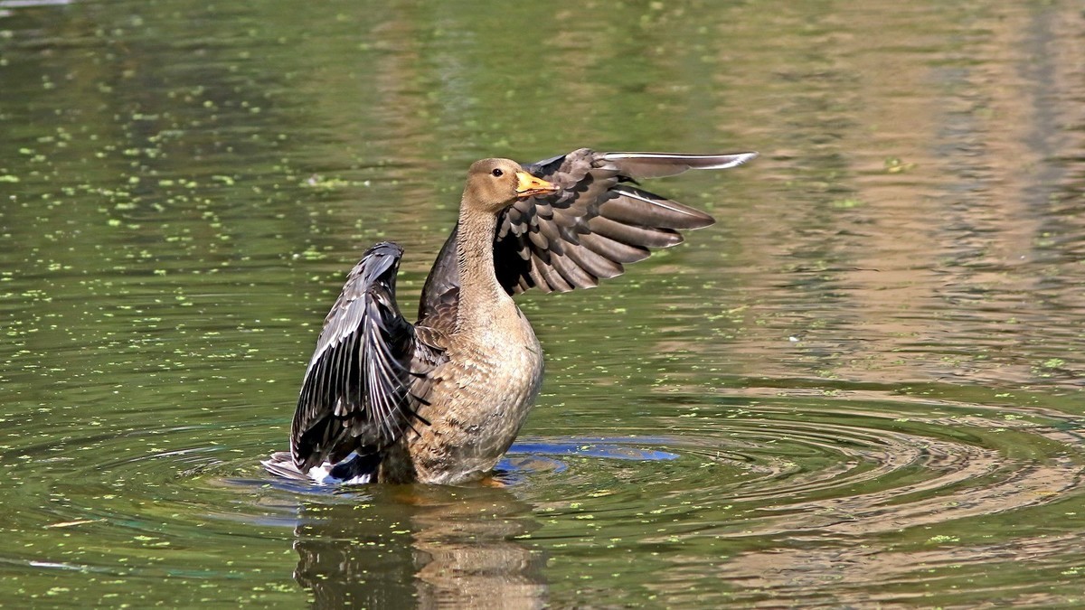 灰 雁-中关村在线摄影论坛