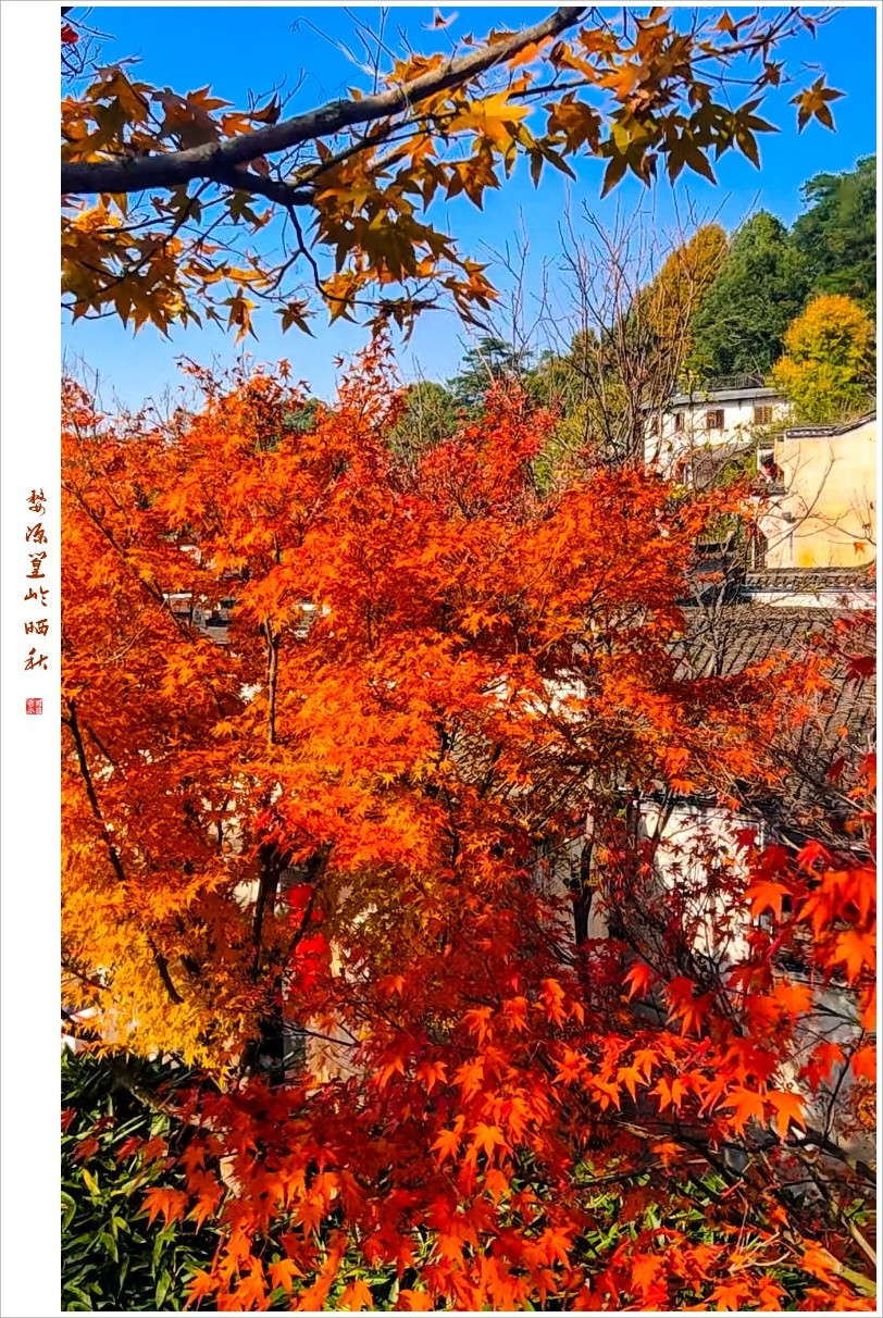 2023年第0016贴-婺源篁岭晒秋-016（0111F）-中关村在线摄影论坛