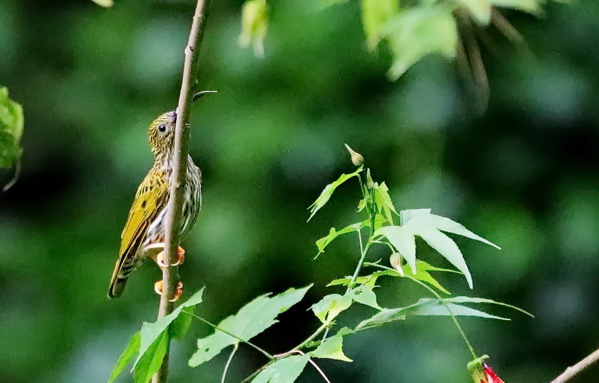 纹背捕蛛鸟-中关村在线摄影论坛