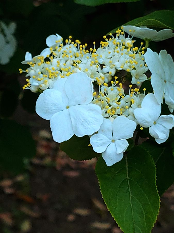 花卉系列【4103】-中关村在线摄影论坛