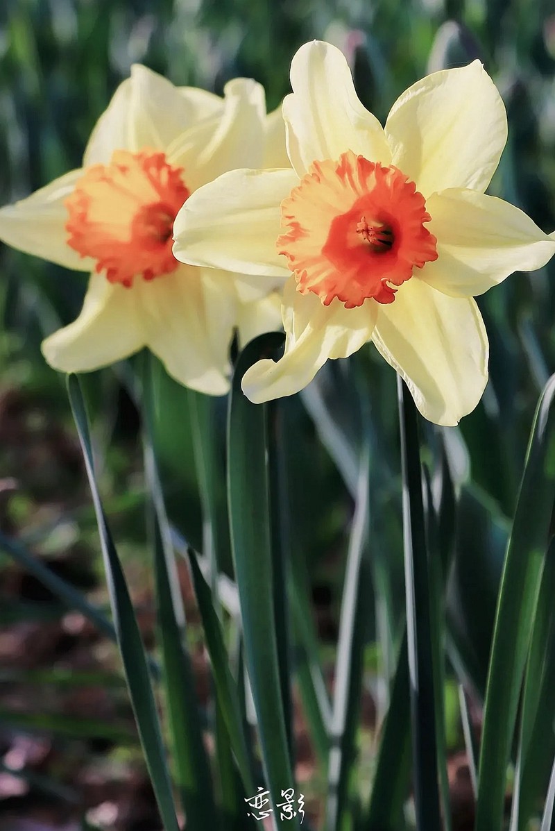水仙花-中关村在线摄影论坛