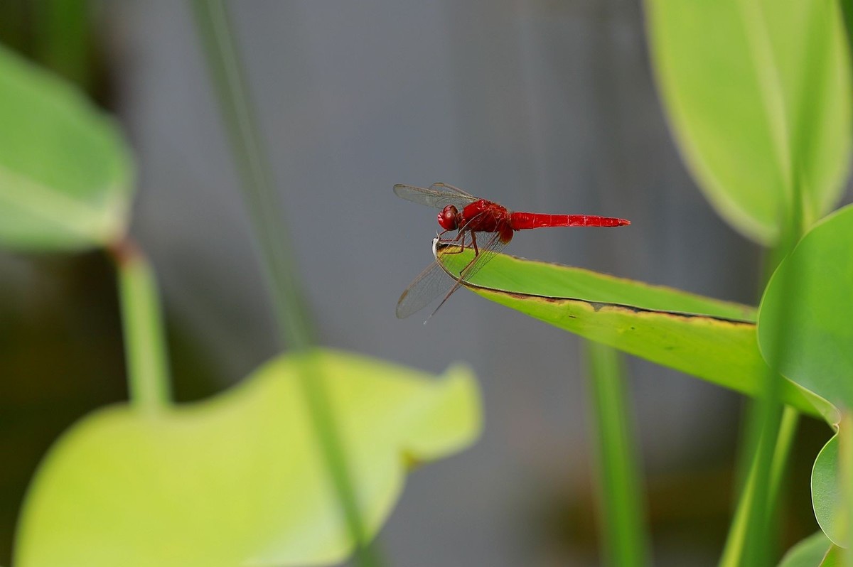 荷花(26)-中关村在线摄影论坛