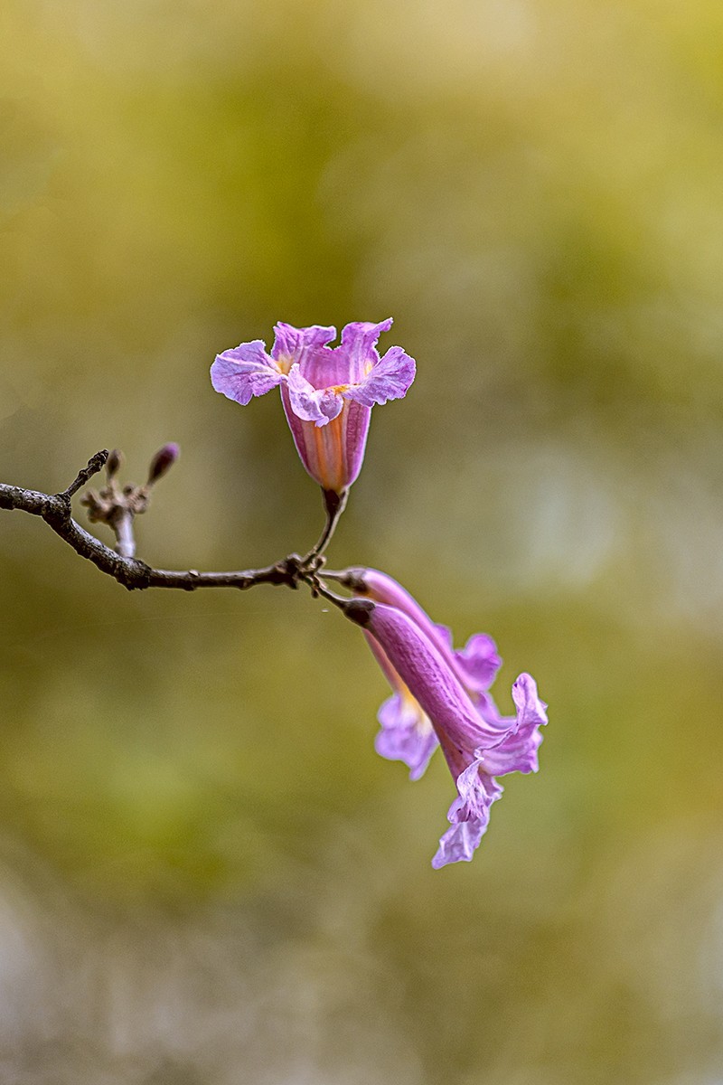 2022花城看花（44）：紫花风铃木-中关村在线摄影论坛