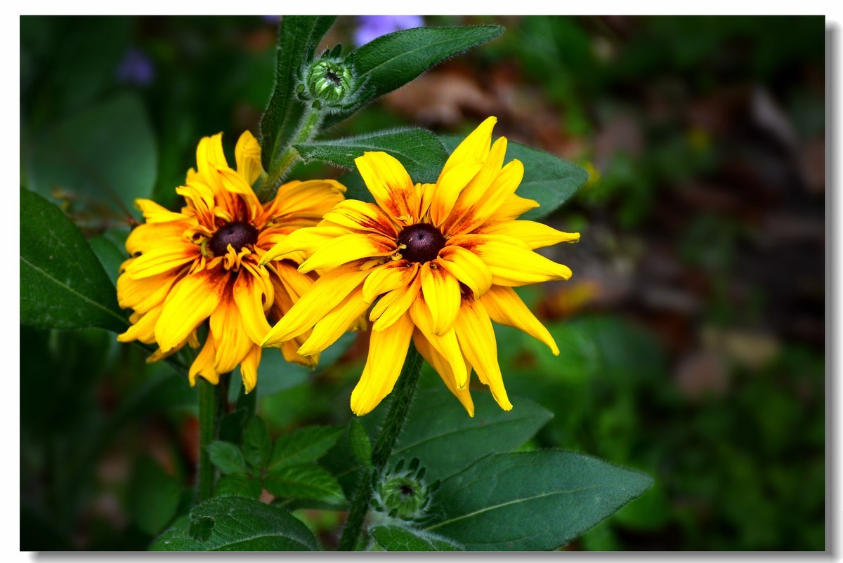 黑心菊（2022259）-中关村在线摄影论坛