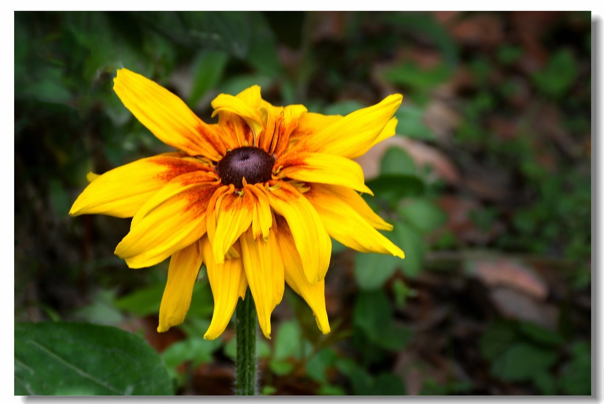 黑心菊（2022259）-中关村在线摄影论坛