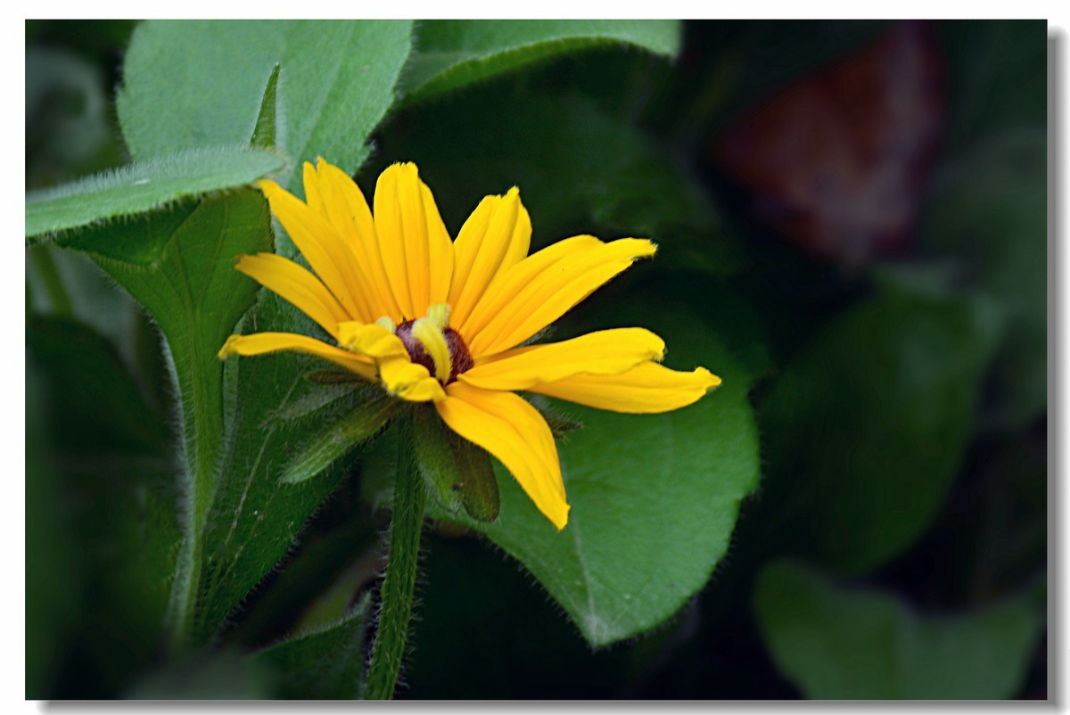 黑心菊（2022259）-中关村在线摄影论坛