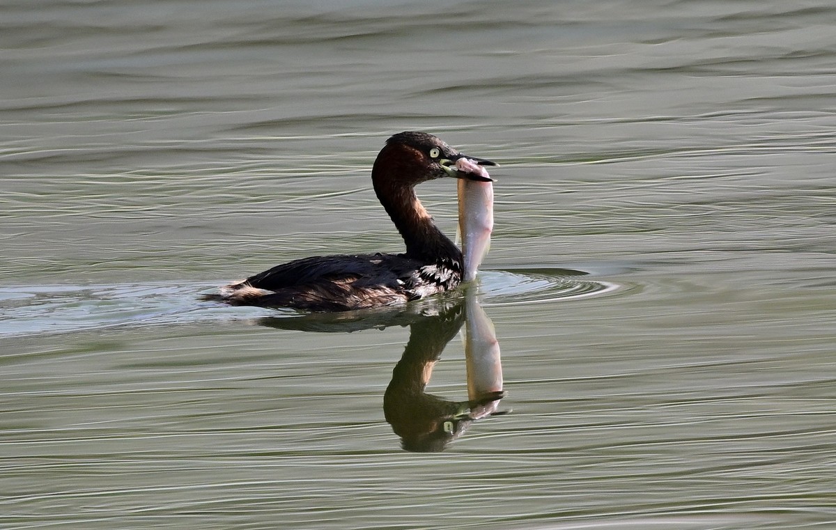 piti鸟抓了一条鱼-中关村在线摄影论坛