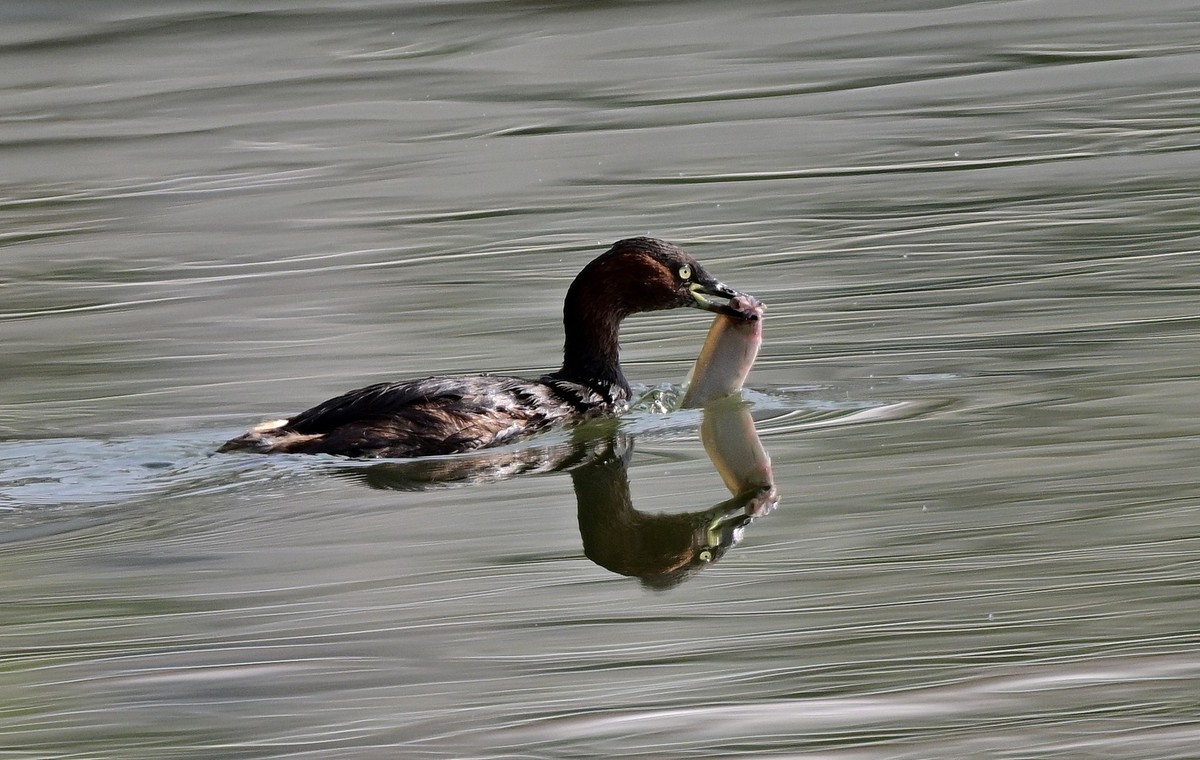piti鸟抓了一条鱼-中关村在线摄影论坛