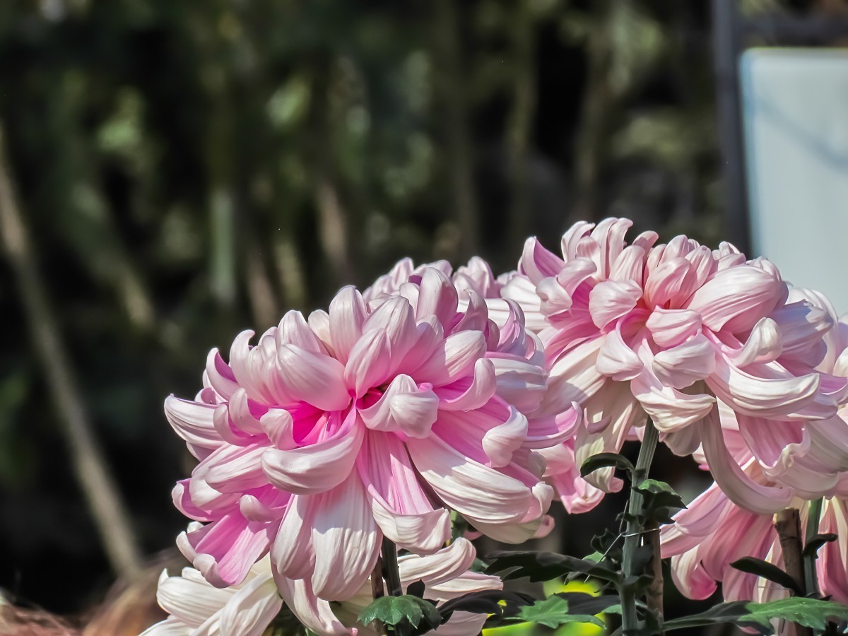 菊花-中关村在线摄影论坛