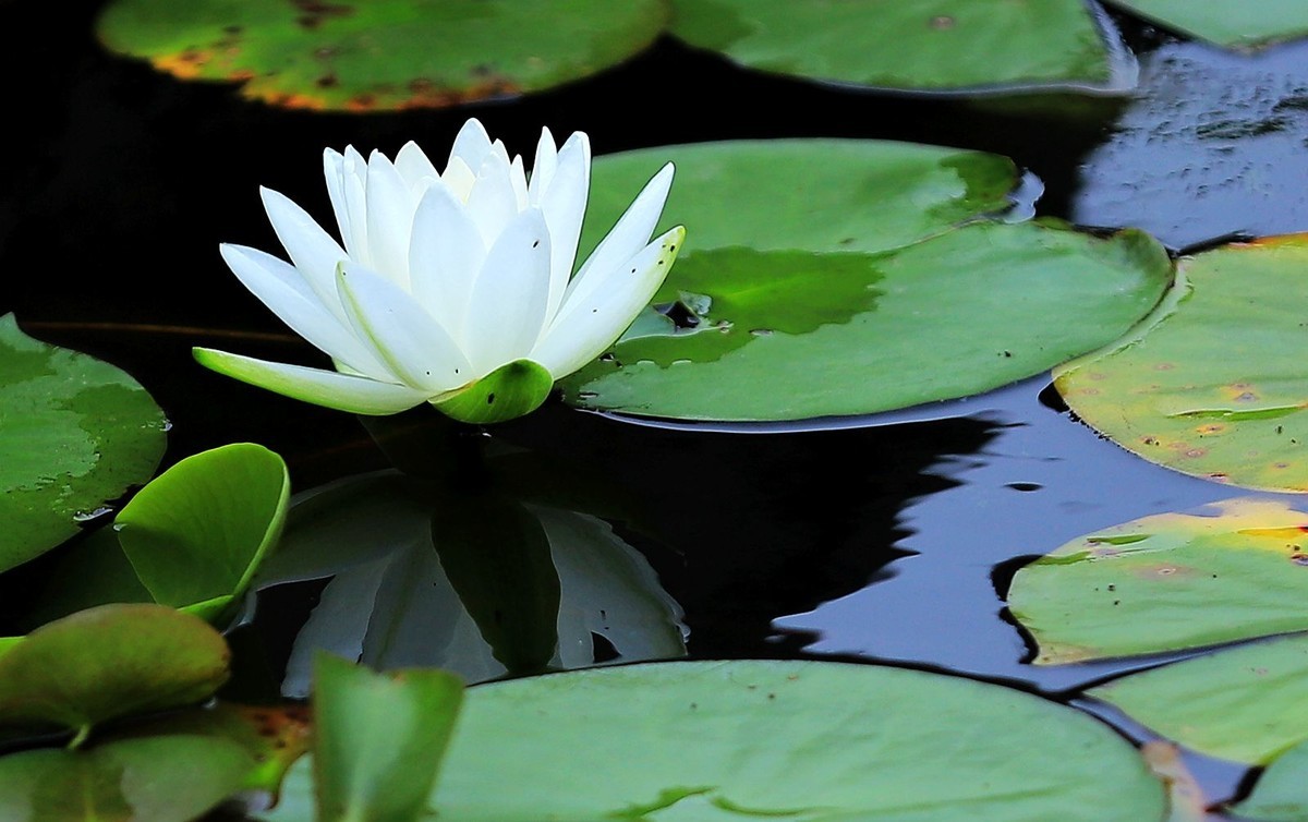 睡莲 (25)-中关村在线摄影论坛