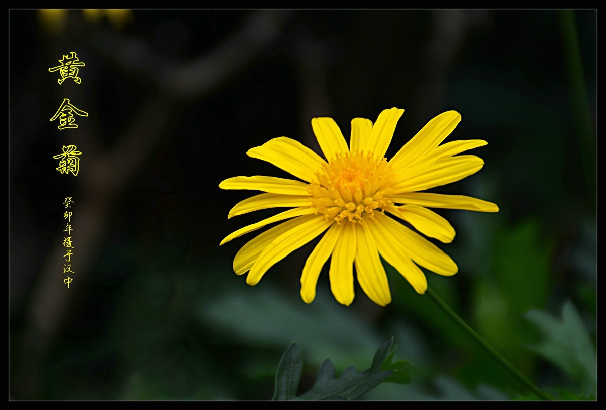 黄金菊（2023256）-中关村在线摄影论坛