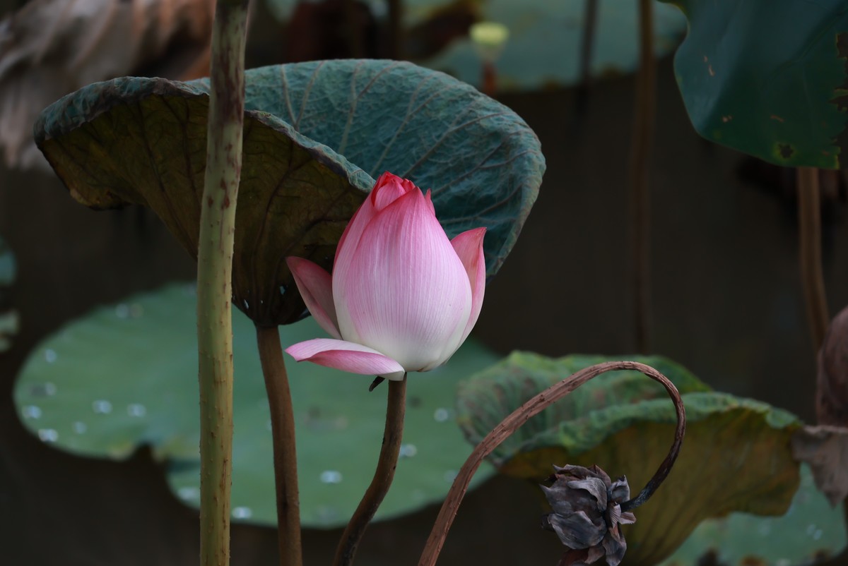 老法师们觉得用佳能R7拍风景怎么样？？-中关村在线摄影论坛