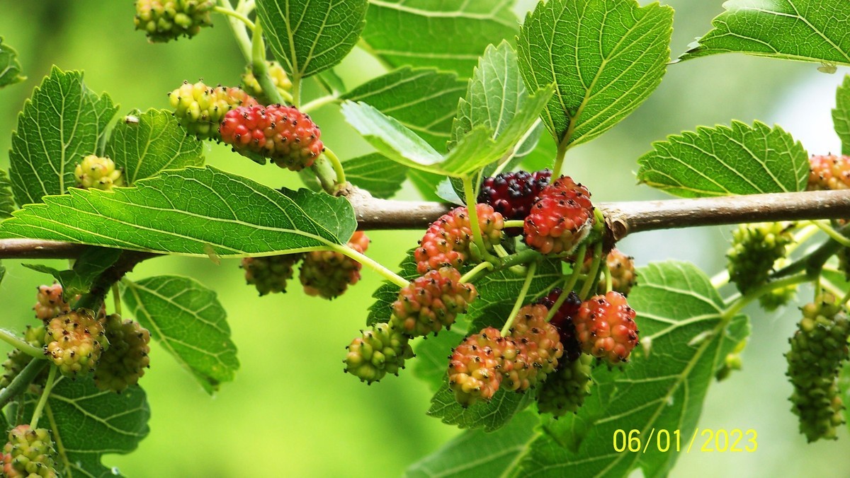 桑葚-中关村在线摄影论坛