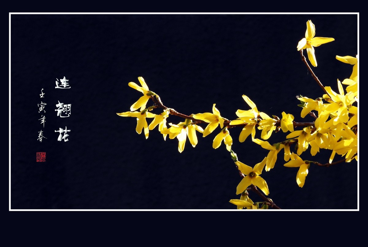 【高清图】金灿灿的连翘花-中关村在线摄影论坛