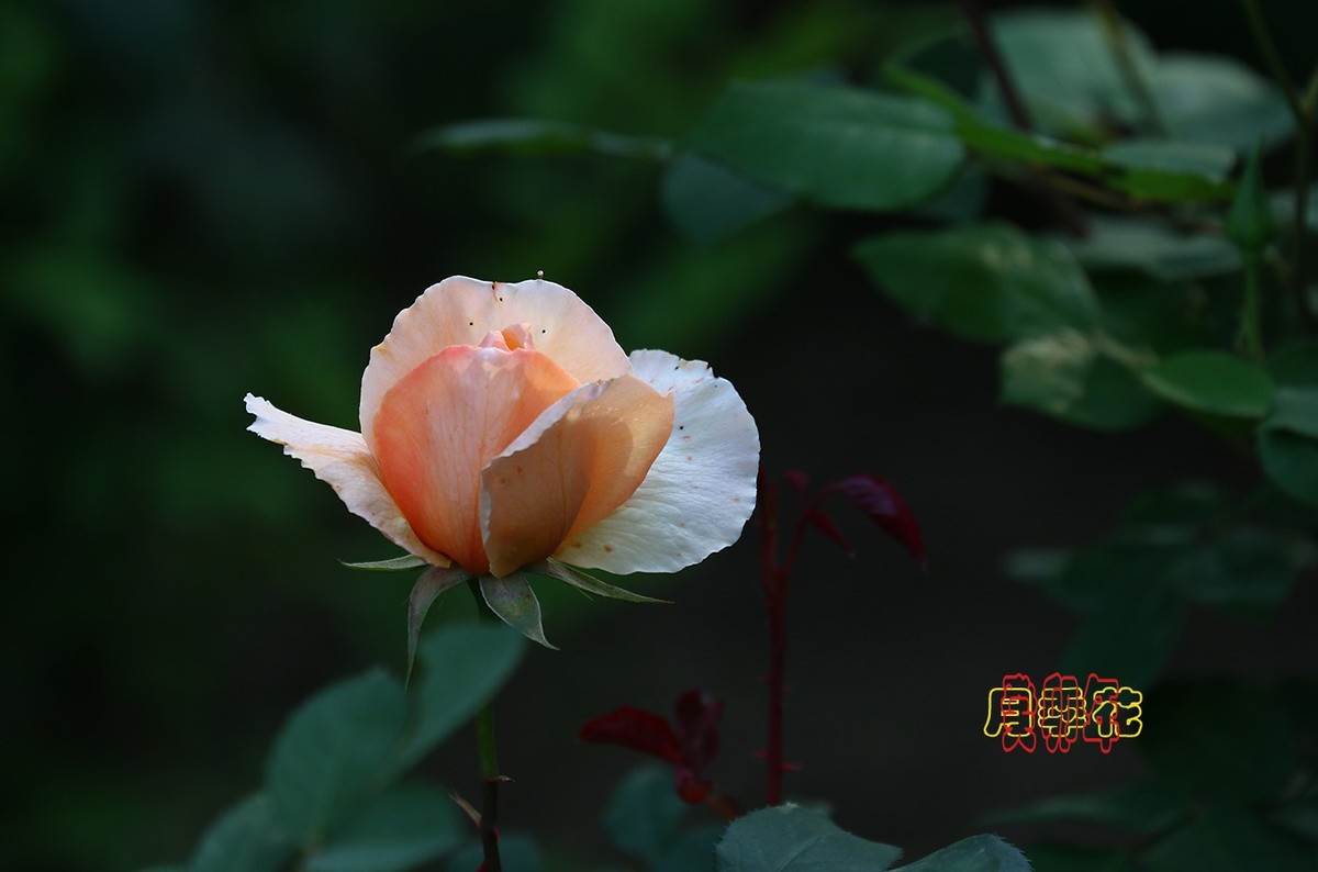 月季花 15【2023-0375-中关村在线摄影论坛