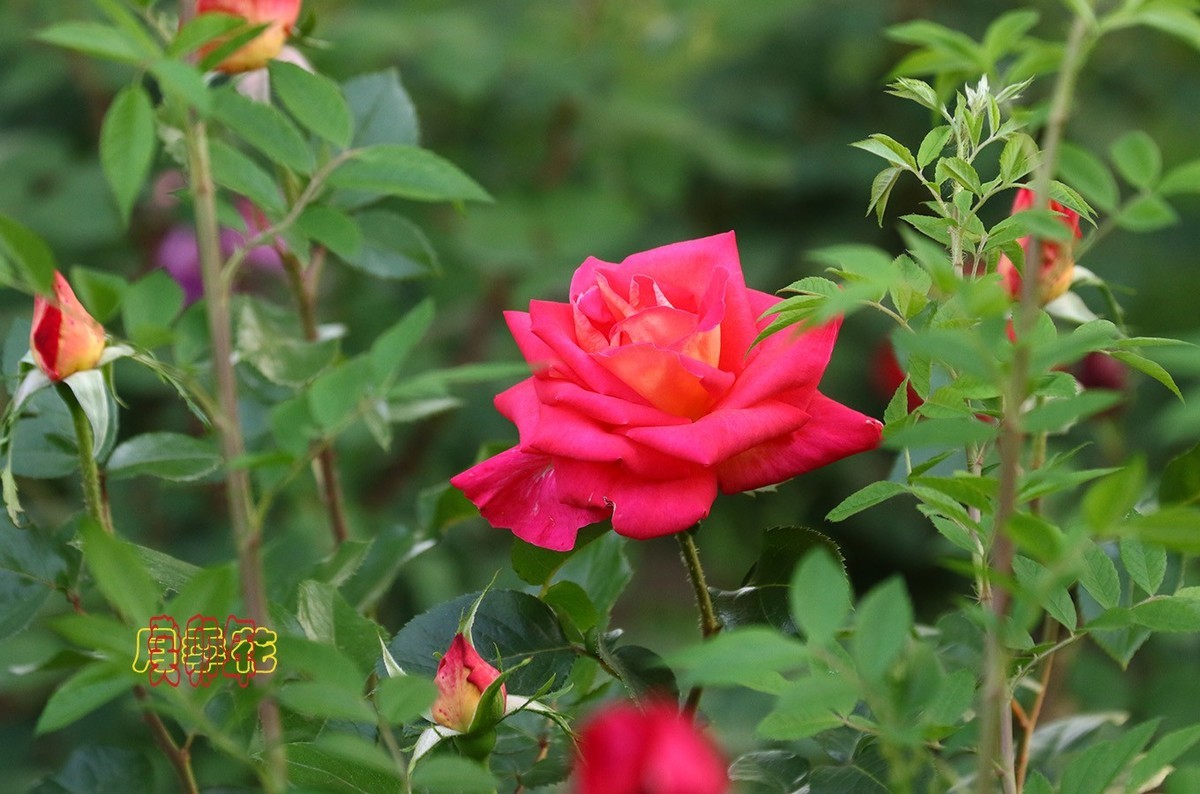 月季花 15【2023-0375-中关村在线摄影论坛