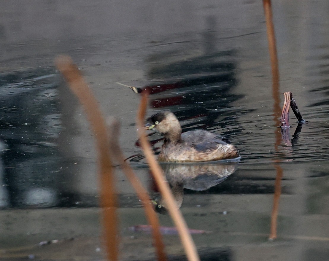 荷塘抓拍 17【2023-0123】-中关村在线摄影论坛