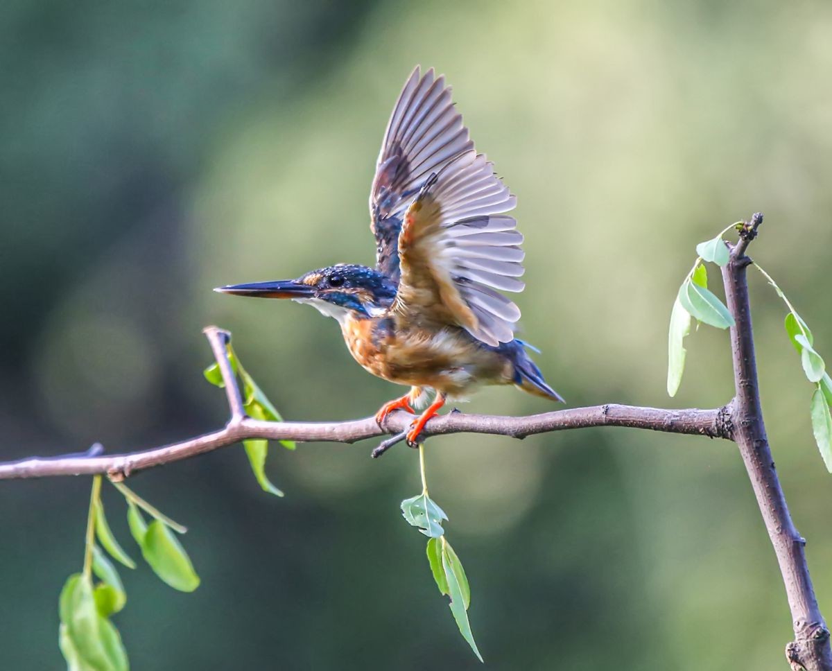 小翠鸟捕鱼-中关村在线摄影论坛