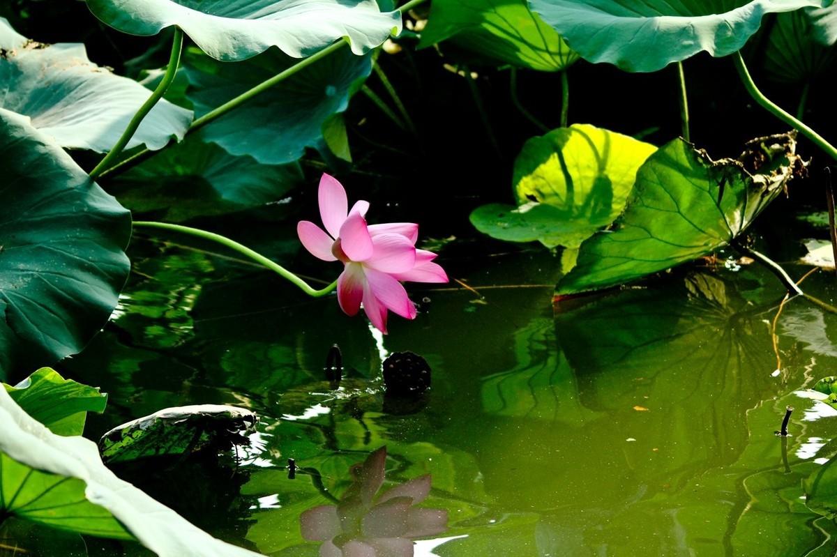 明湖秋荷——渐行渐远的荷花季-中关村在线摄影论坛