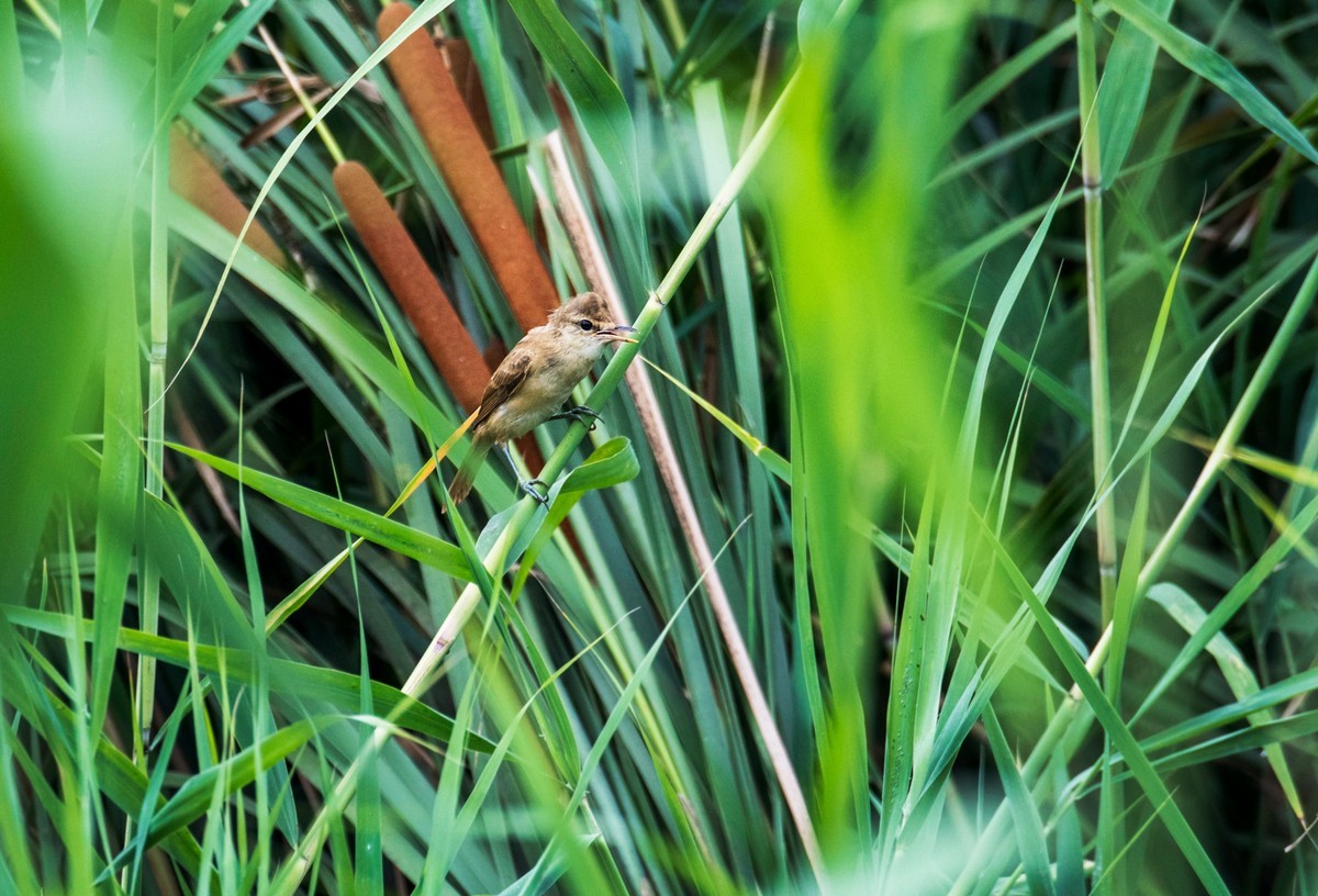 大苇莺（十七）-中关村在线摄影论坛