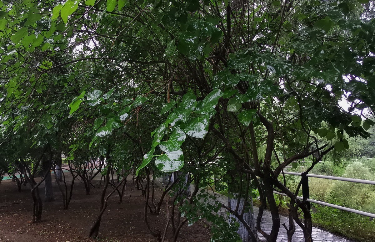 漫步雨中-中关村在线摄影论坛