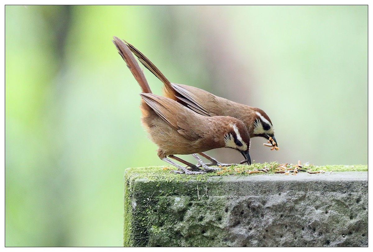 竹林下的爱情—画眉鸟-中关村在线摄影论坛