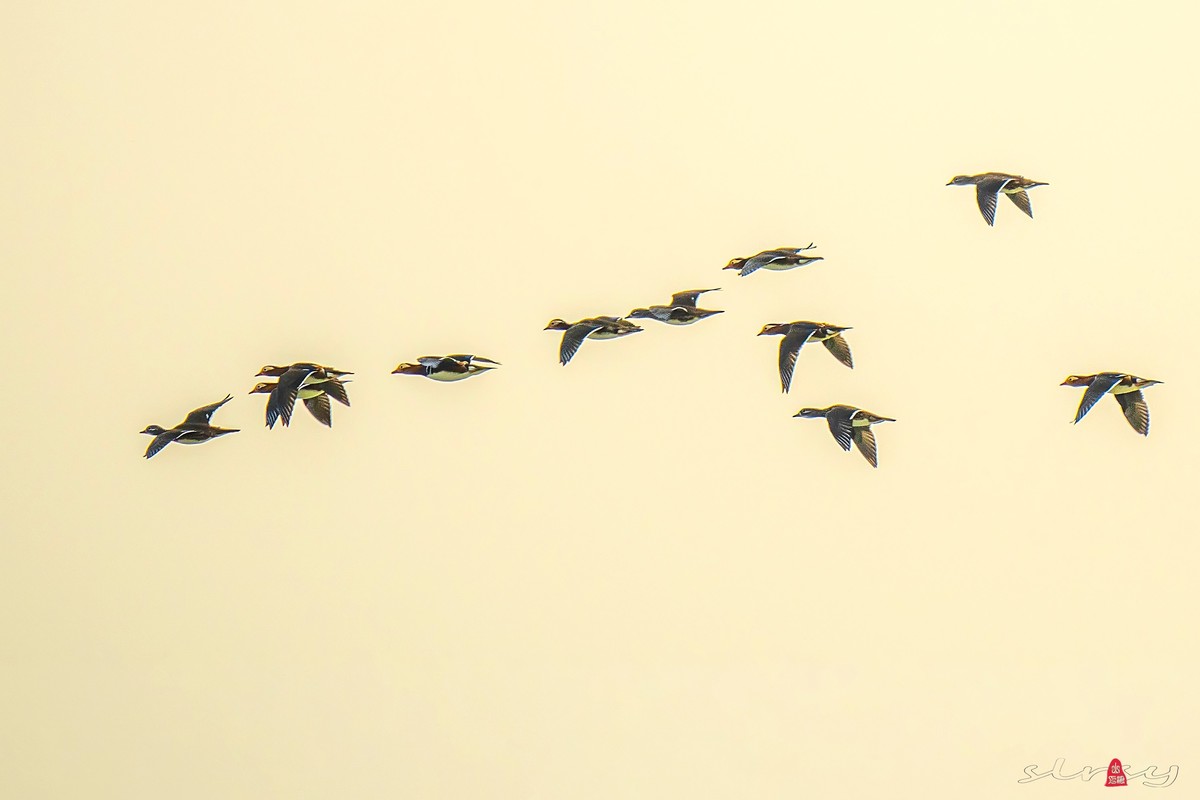 石湖拍鸳鸯（五）-中关村在线摄影论坛