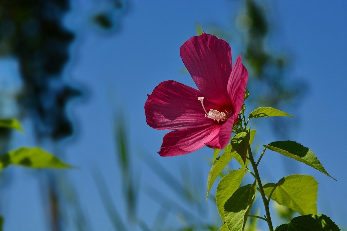 2023-126一组芙蓉葵-中关村在线摄影论坛