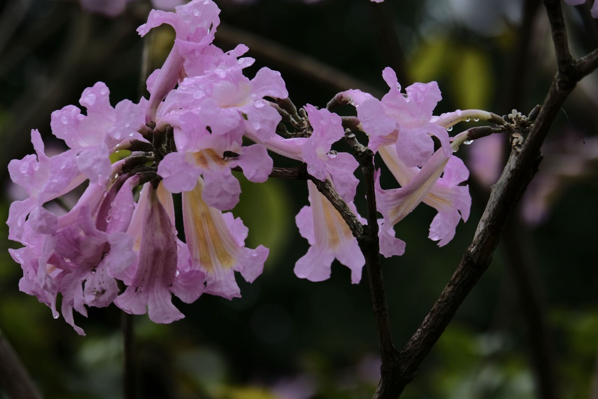 花卉随拍（三）-中关村在线摄影论坛