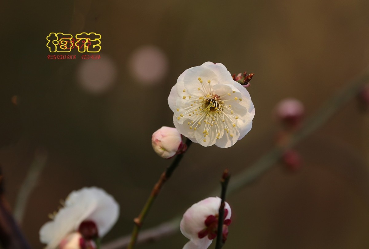 梅花开 17【2023-0214】-中关村在线摄影论坛