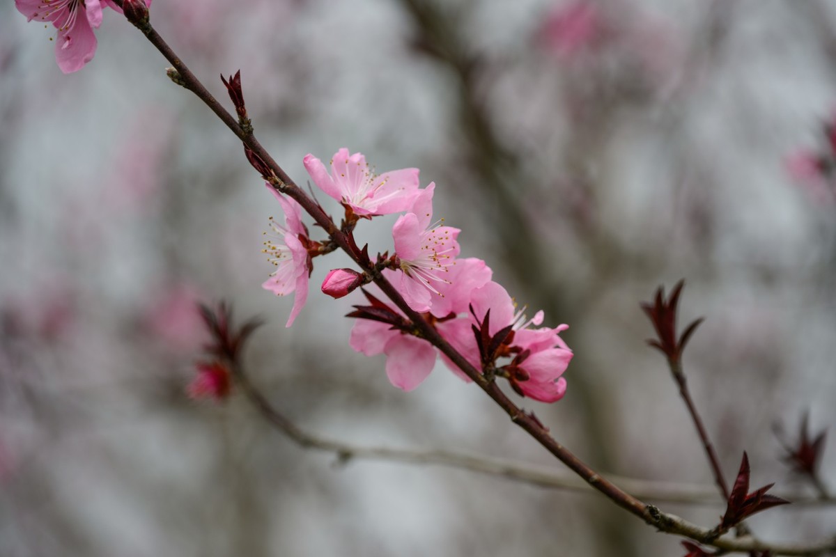 松雅湖-中关村在线摄影论坛