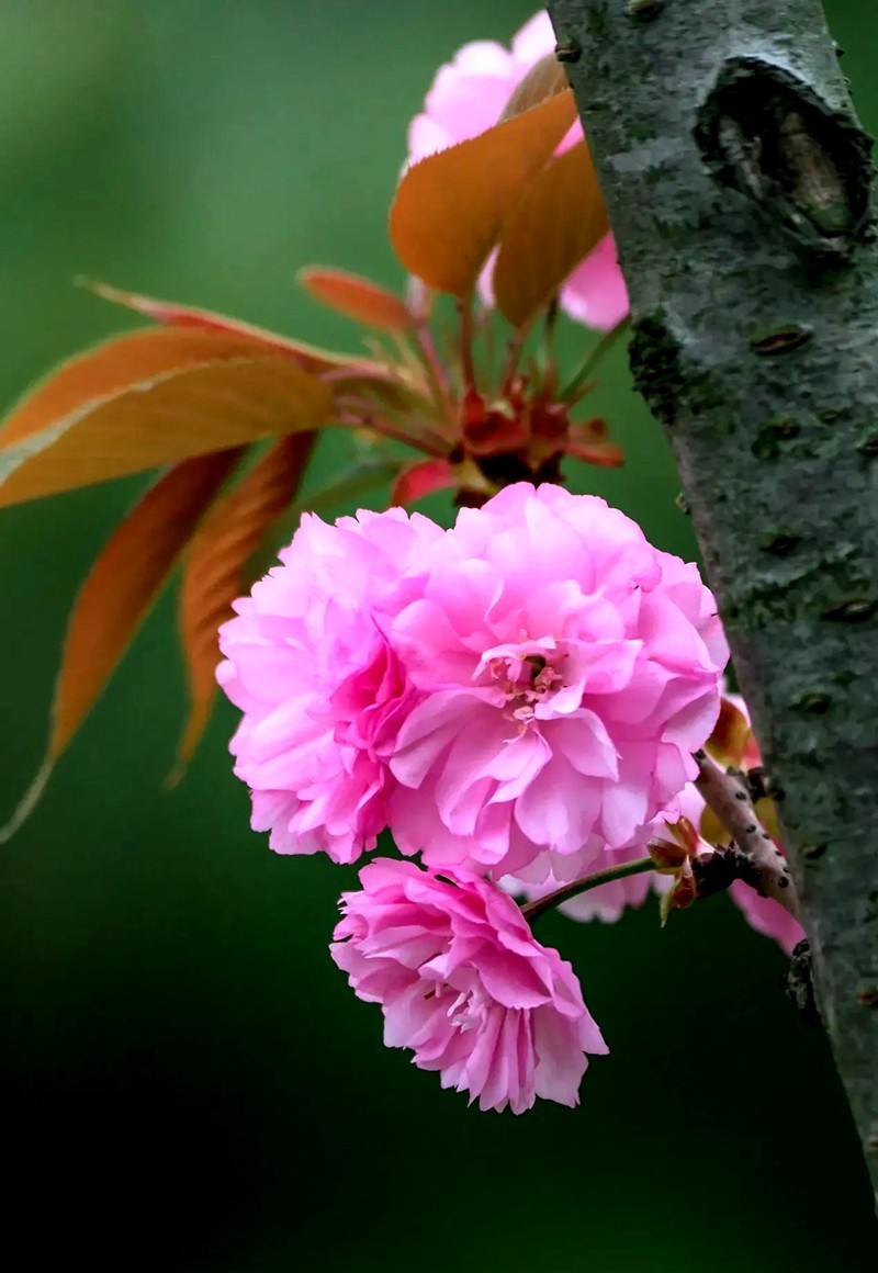 大叶旱樱1-中关村在线摄影论坛