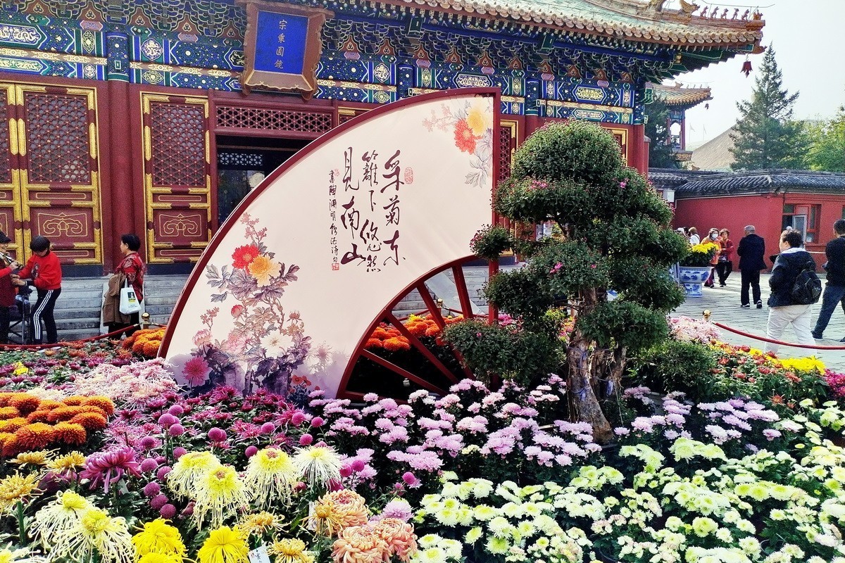 2023-226 打卡北海菊展（2）-中关村在线摄影论坛