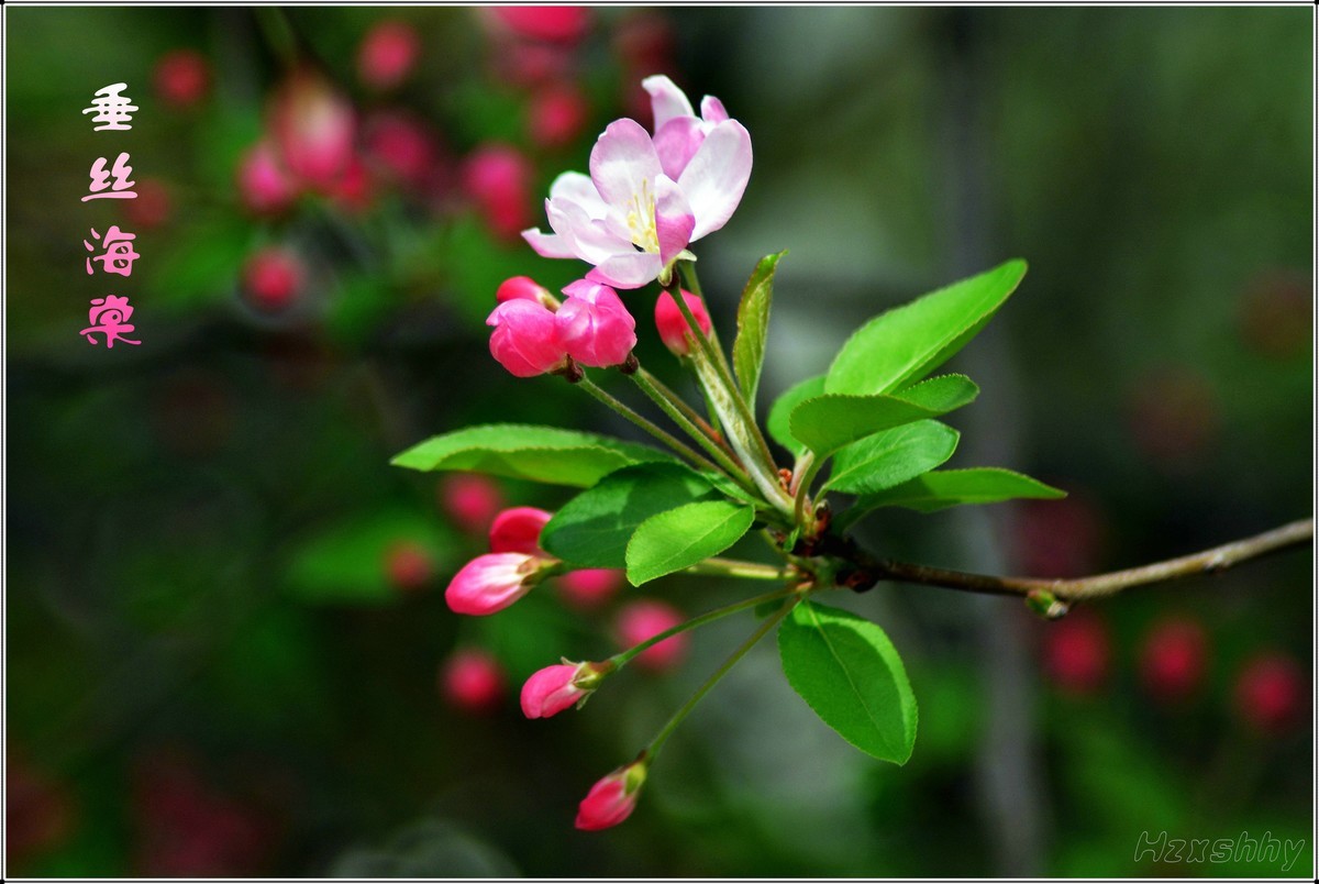 垂丝海棠（2023072）-中关村在线摄影论坛