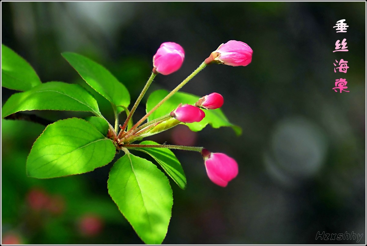 垂丝海棠（2023072）-中关村在线摄影论坛