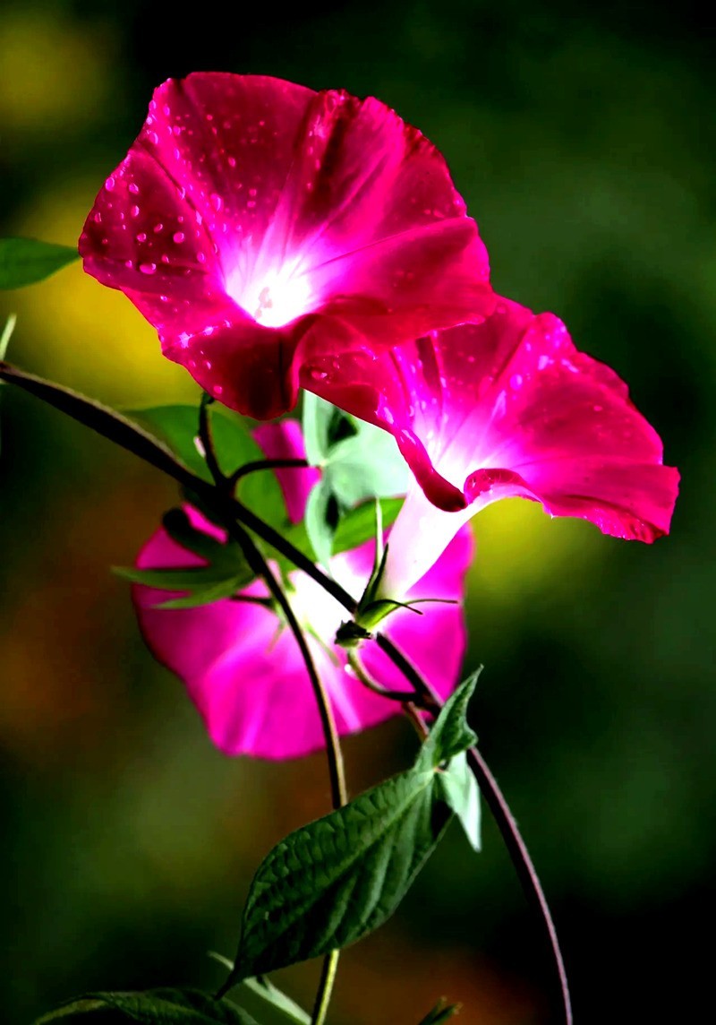 牵牛花-中关村在线摄影论坛