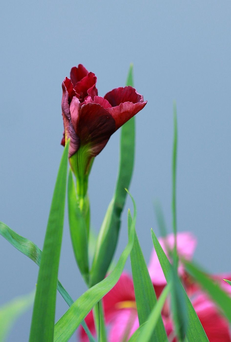 鸢尾花(5)-中关村在线摄影论坛