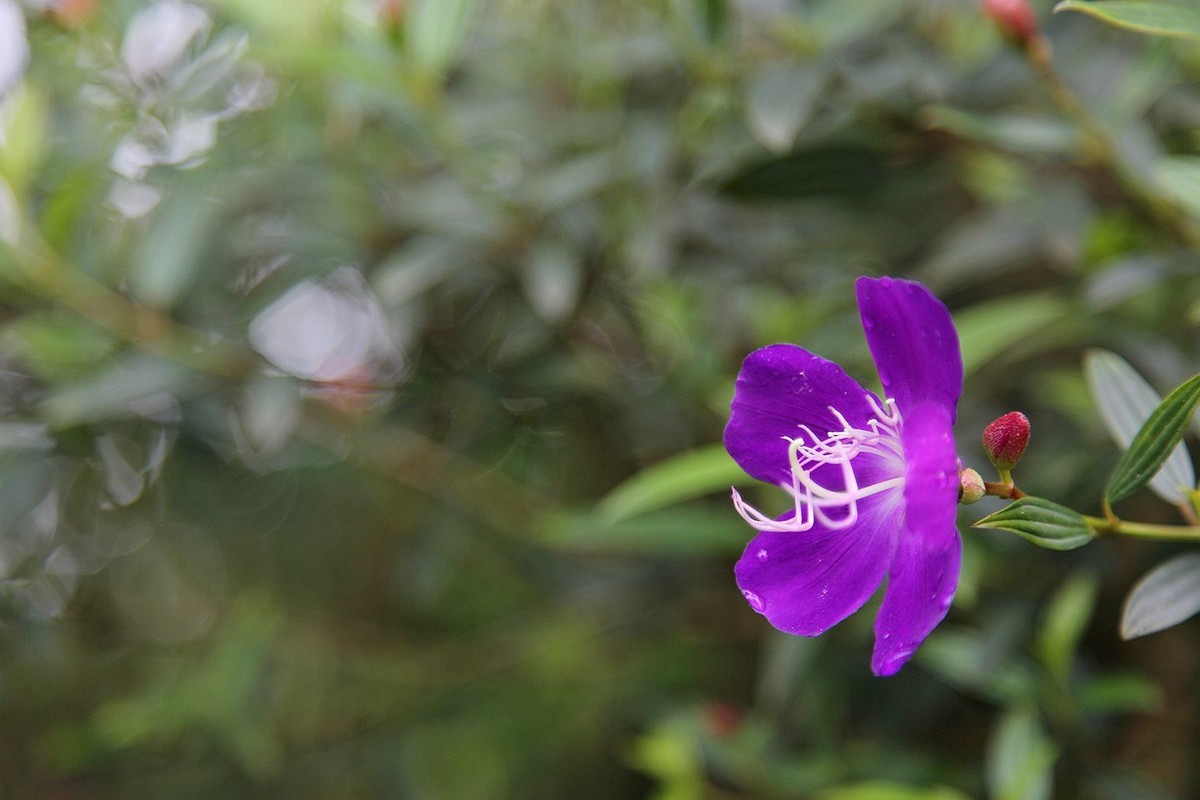 洋牡丹【二】-中关村在线摄影论坛