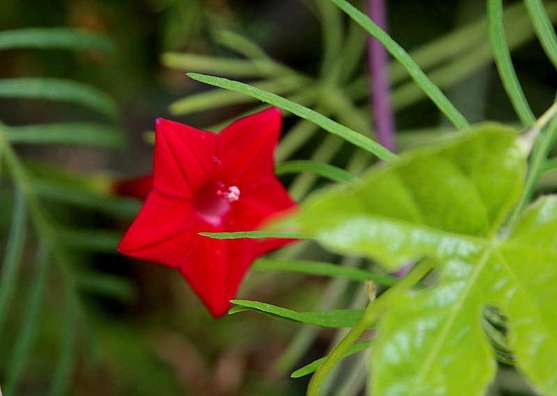 N-【不老松：纪实摄影】茑萝松！〔小红喇叭花！〕-中关村在线摄影论坛