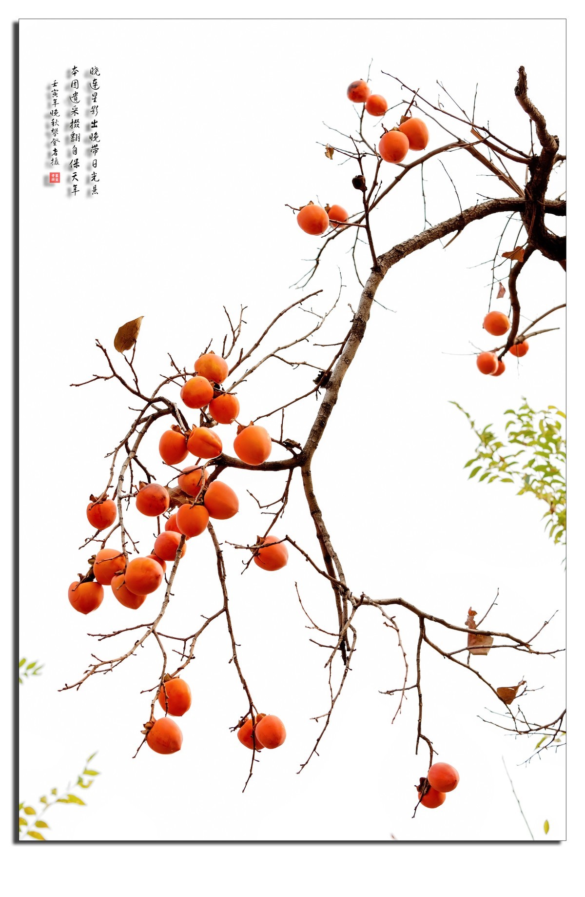 红柿子-中关村在线摄影论坛